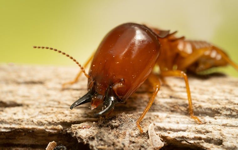 How To Identify And Control Termites In Corona | Allied Pest Control