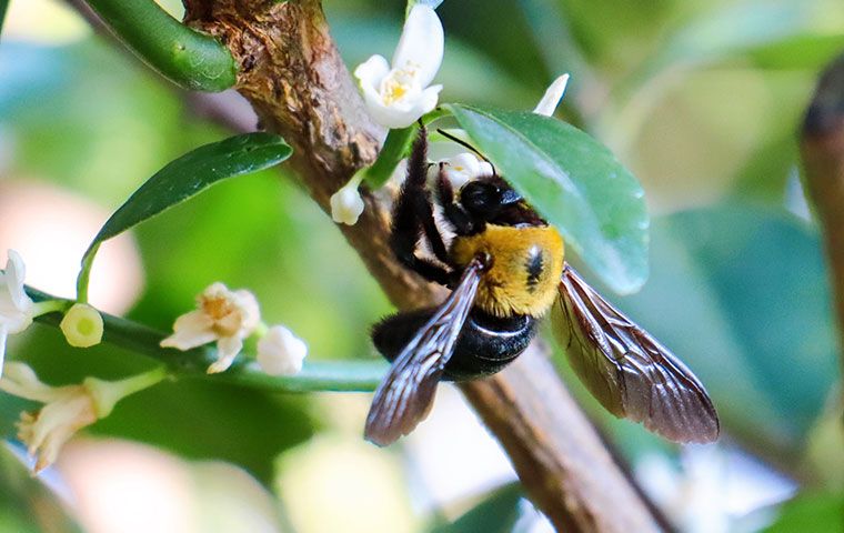 A Guide To Carpenter Bee Control And Removal In Corona | Allied Pest ...